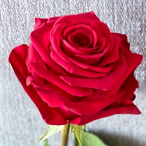 Roses – Ecoflor Group